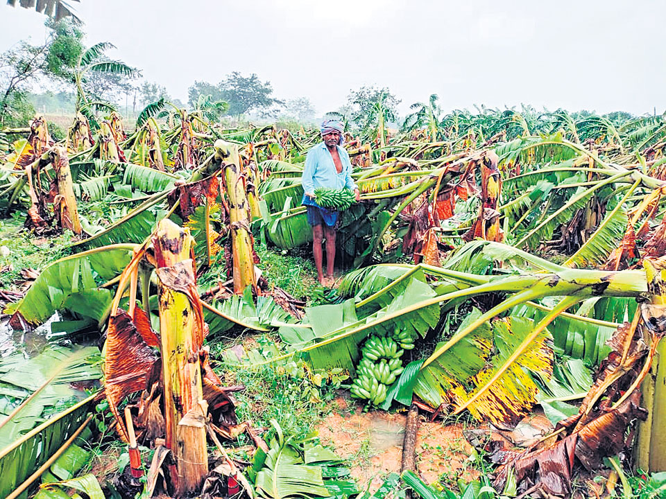 మాండస్‌ ప్రభావం అపారం | The influence of Mandus was enormous