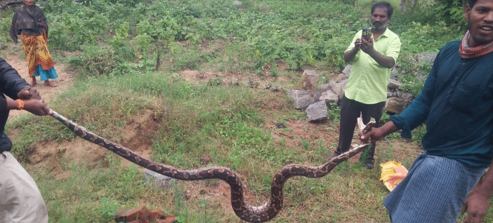 ఎంత పెద్ద కొండచిలువో | big python in paddy field