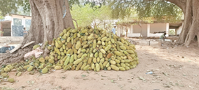 పనస కొనుగోళ్లు ప్రారంభం | Commencement of Panasa purchases