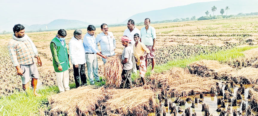 తుఫాన్‌ పంట నష్టంపై నేటి నుంచి సర్వే | Survey on typhoon crop damage ...