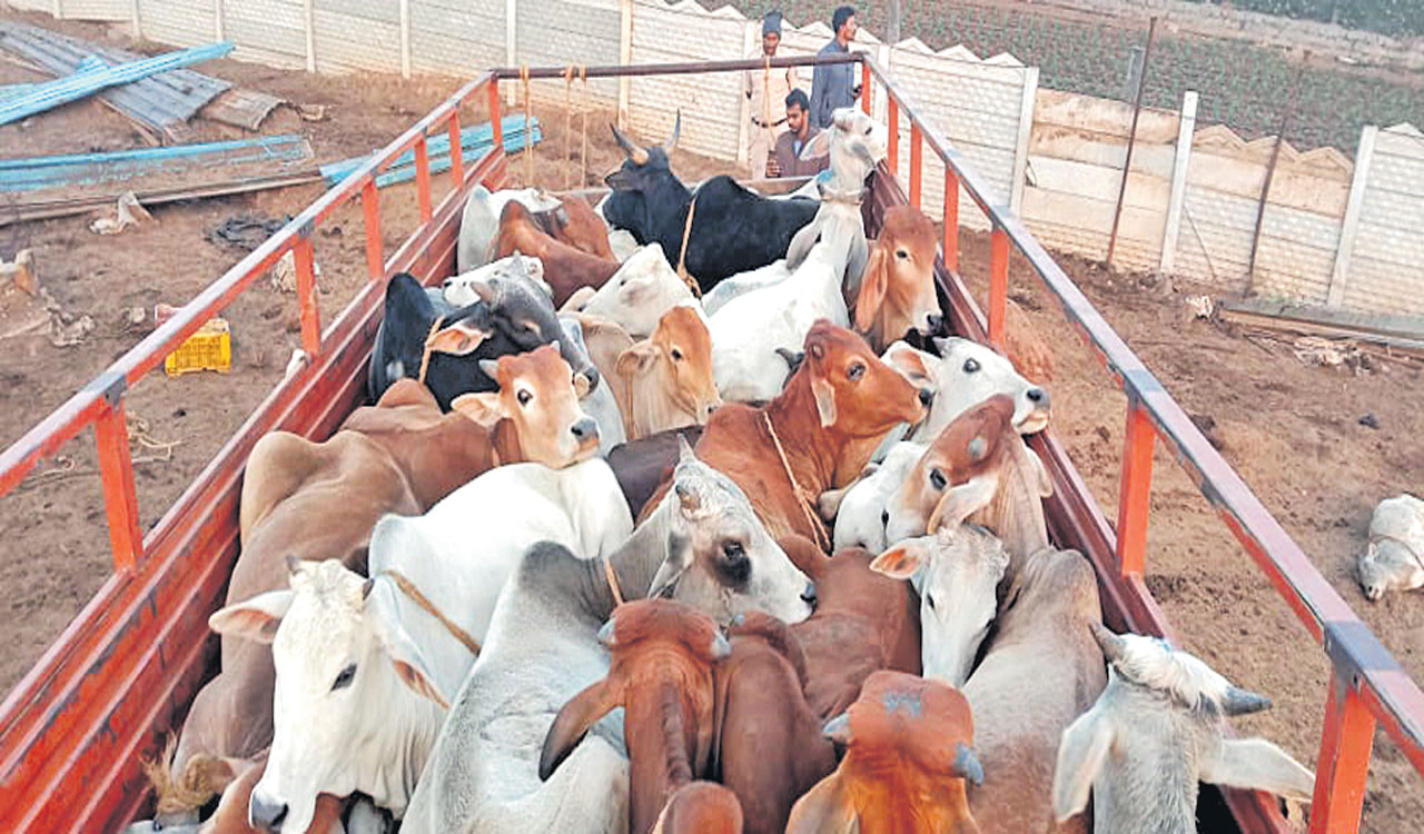 కబేళాలకు తరలిస్తున్న 54ఆవుల పట్టివేత | Arrest of 54 cows being taken to ...
