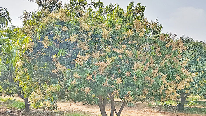 మామిడి పూతకు చీడపురుగుల బెడద | Pest infestation of mango coating