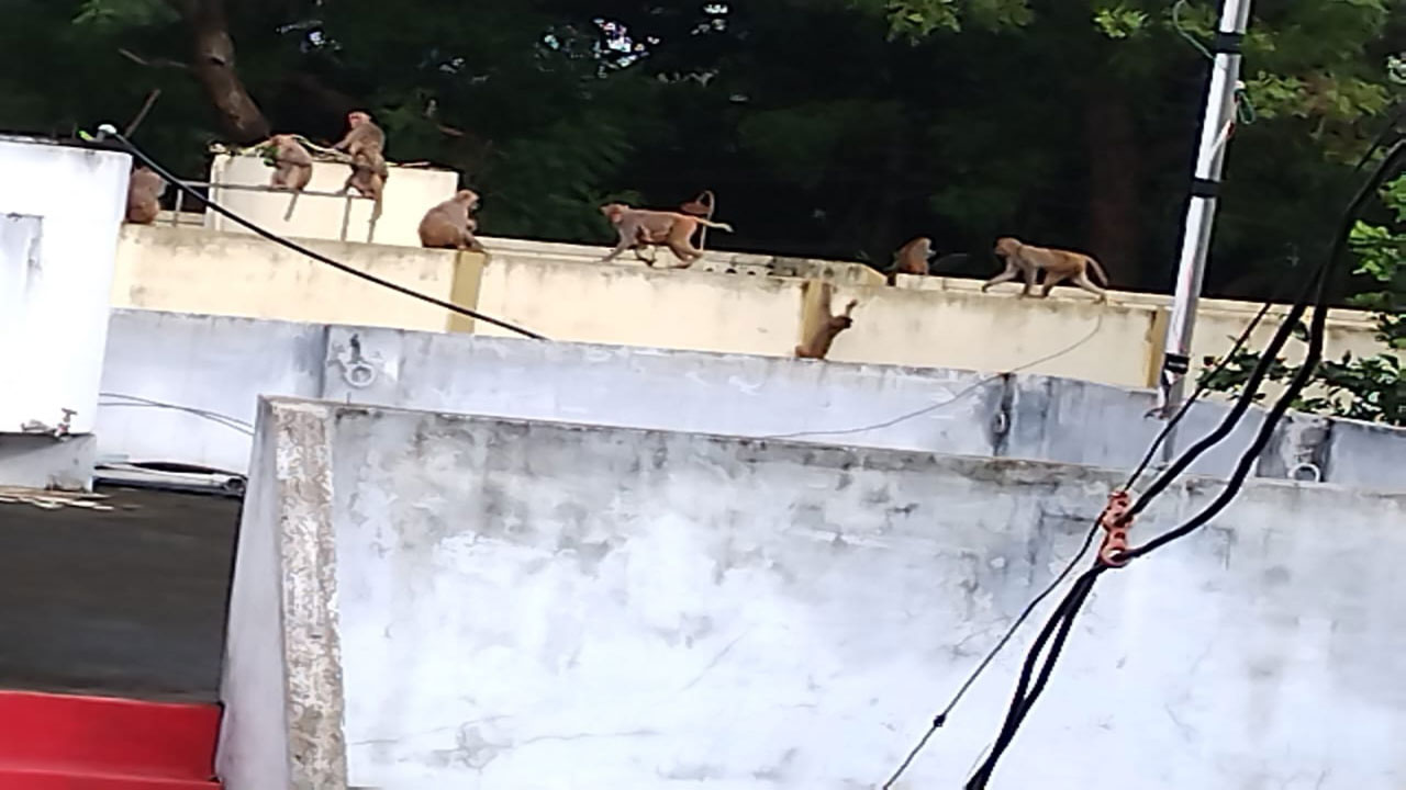 వానర.. విధ్వంసం | Monkeys problem