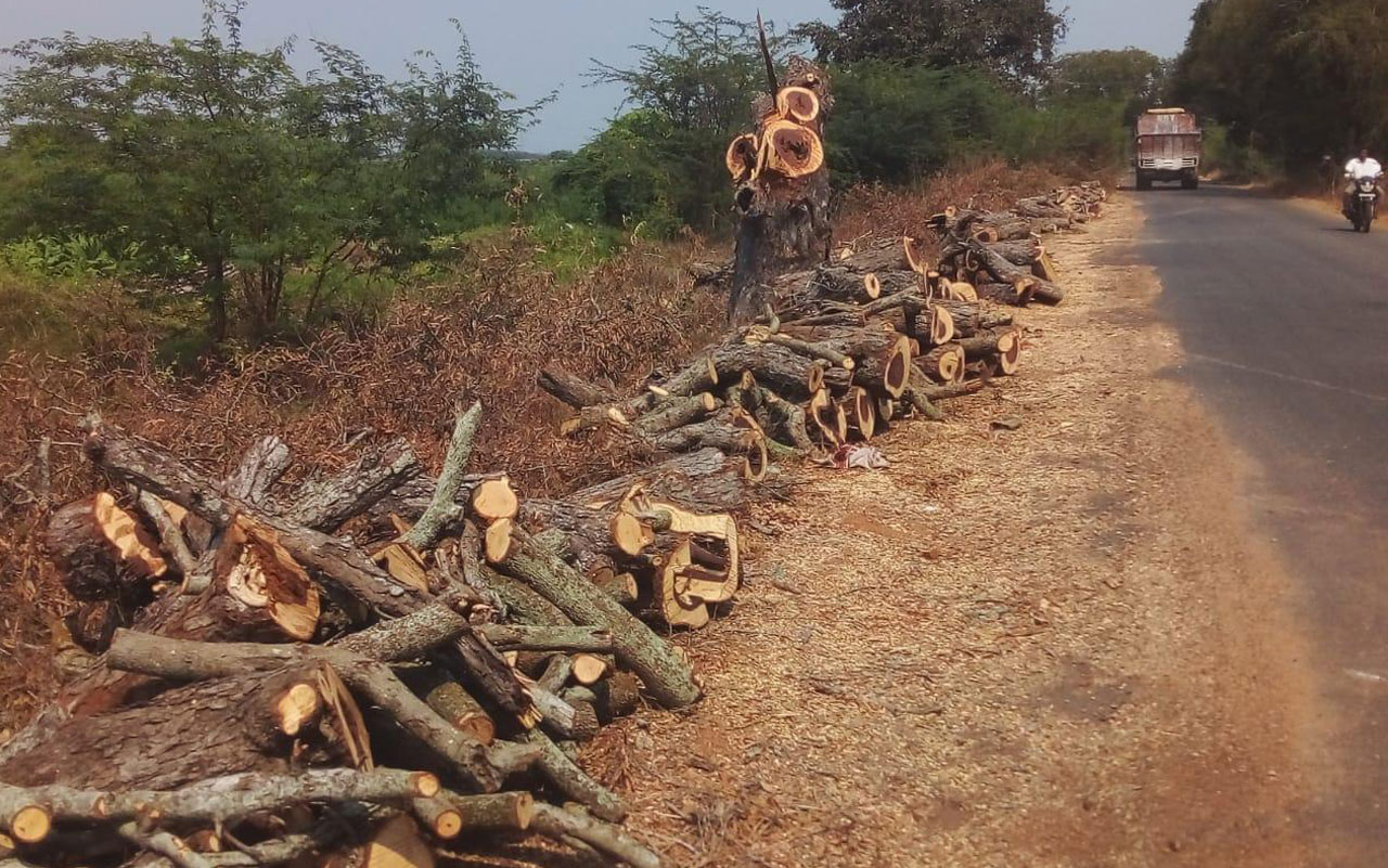 భారీ వృక్షాలపై గొడ్డలివేటు | Ax on heavy trees