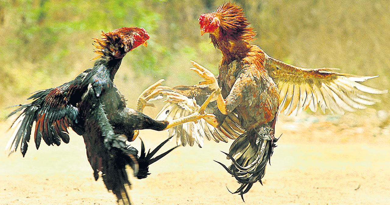 కోడి పందేలు | Chicken bet