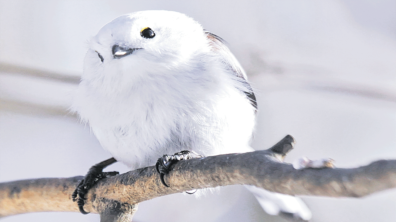 Sheema Inaga : మీకు తెలుసా? | do you know