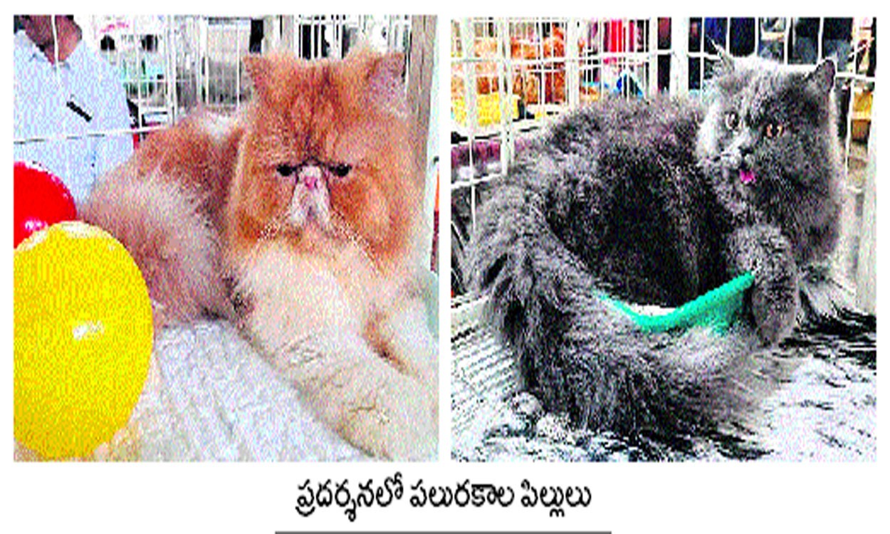 ఆకట్టుకున్న పిల్లుల ప్రదర్శన | A display of impressed cats ksv