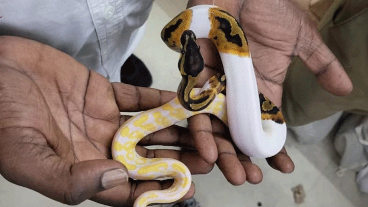 Chennai airport: కొండచిలువలు, విదేశీ పాములు స్వాధీనం | ball pythons ...