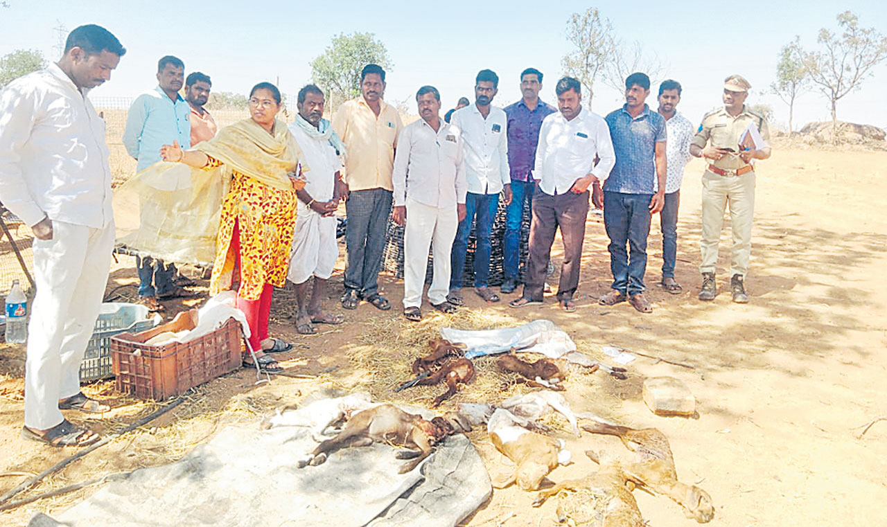అడవి జంతువుల దాడిలో ఎనిమిది గొర్రెపిల్లలు మృతి | Eight lambs killed in ...