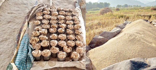 టీటీడీకి మన ధాన్యం, బెల్లం | Our grains and jaggery are for TTD