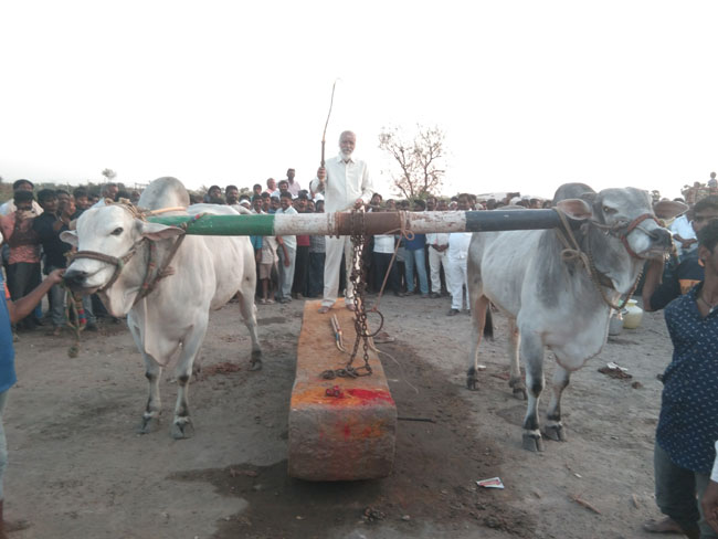 ఆకట్టుకున్న బండ లాగుడు పోటీలు | akattukunna banda lagudu poteelu