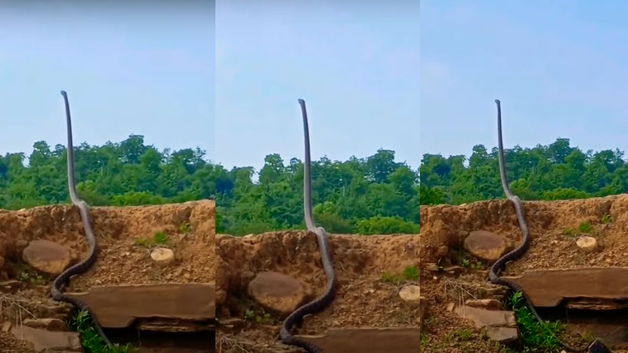 Viral Video: వామ్మో.. ఇంత పొడవున్న పామా..? చూసి నివ్వెరపోతున్న జనం.. ఏ ...