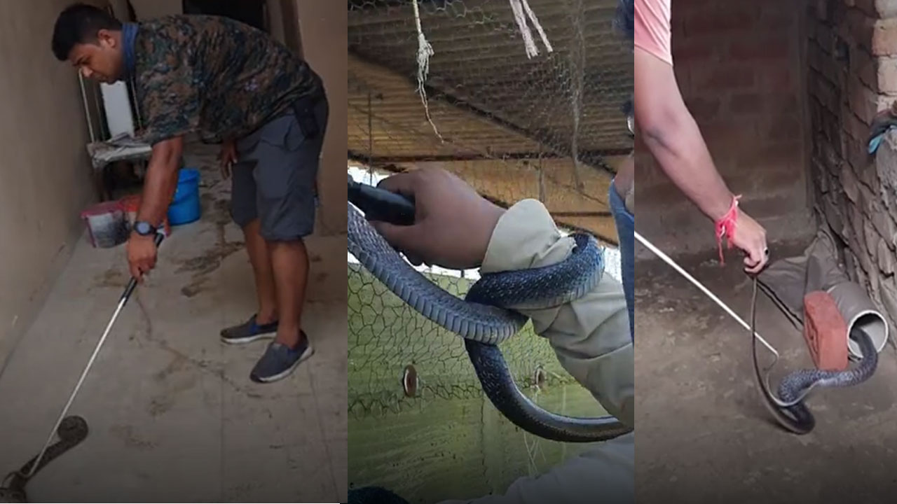 11 ఏళ్లుగా ఈ కుర్రాడికి ఇదే పని.. ఇప్పటిదాకా 3000 పాములను కాపాడాడు ...