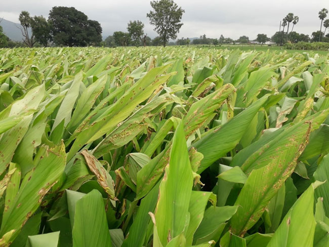 పసుపు రైతుల పాట్లు | pasupu rytla paattlu