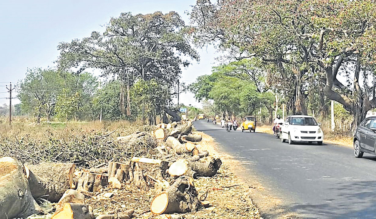 భారీ వృక్షాలపై గొడ్డలి వేటు | Do not ax heavy trees