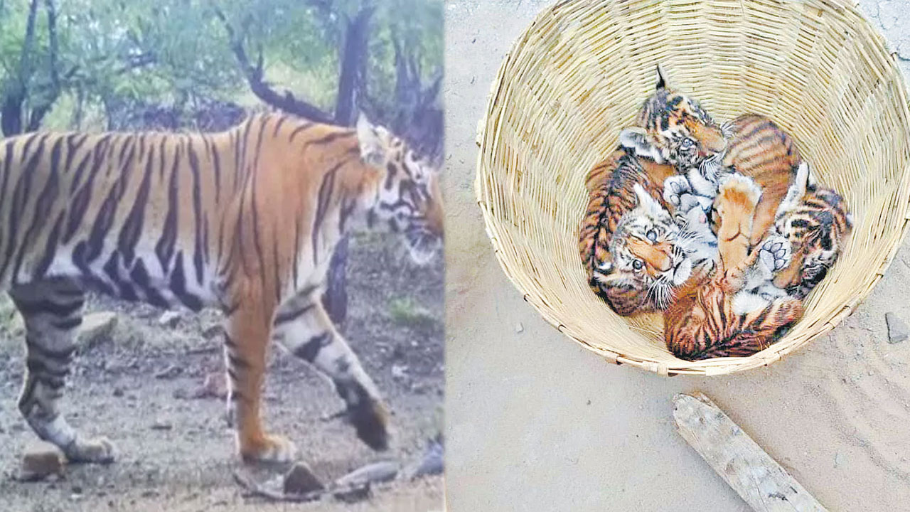 Nandyala: పెద్దపులి ఎక్కడ?... మూడవరోజు మొదలైన ఆపరేషన్ టైగర్ | Operation ...