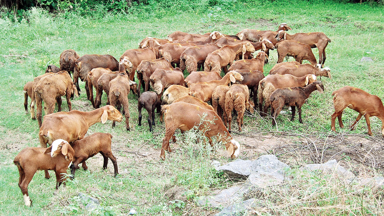 గొర్రెల పంపిణీకి కసరత్తు | An exercise in the distribution of sheep