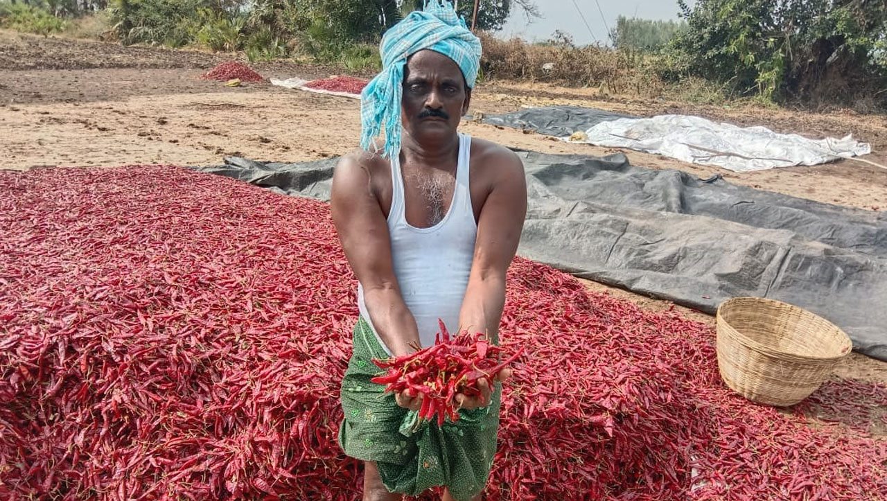 నిండా మునిగిన మిర్చి రైతాంగం | rain effect on red chilli crop