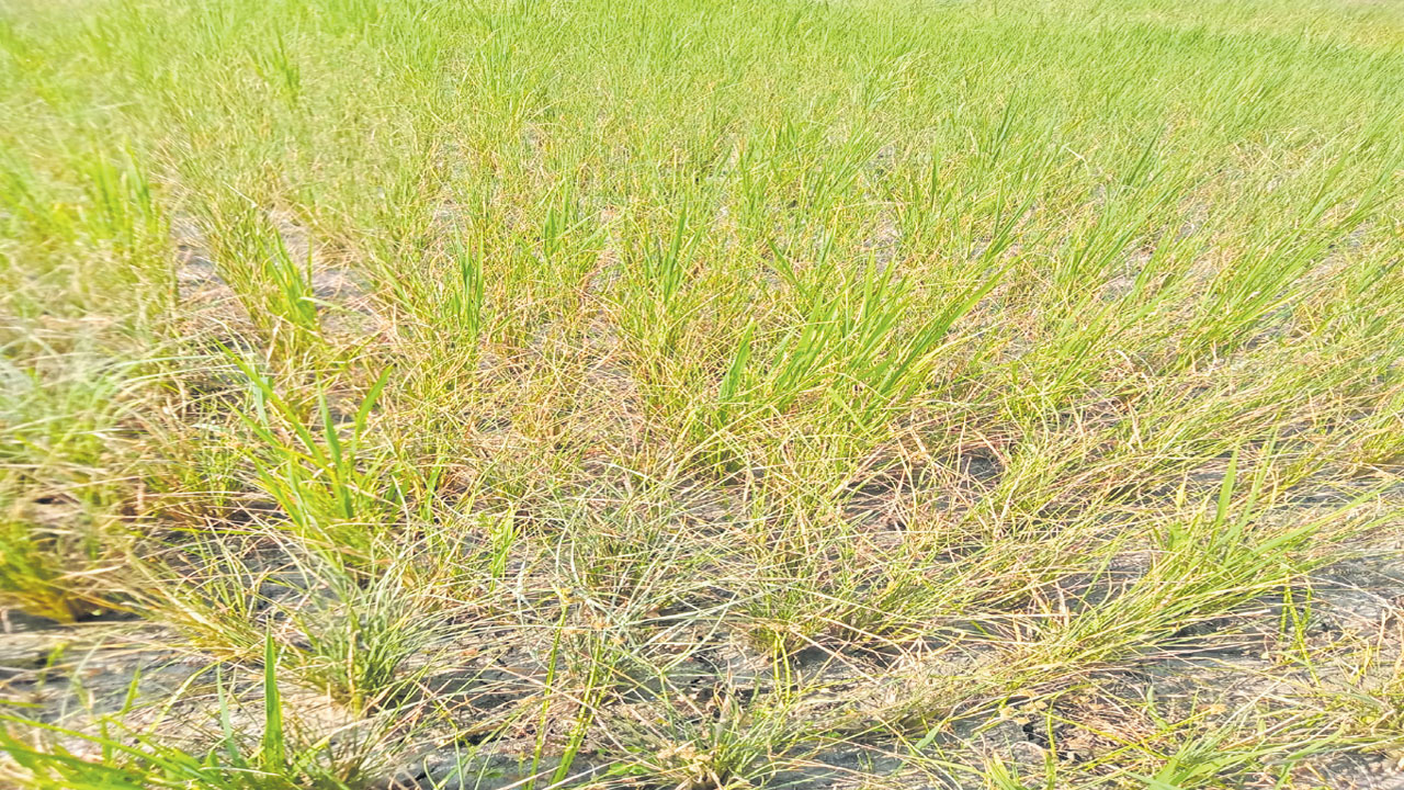 ఎండుతున్న వరిచేలు | Drying paddy