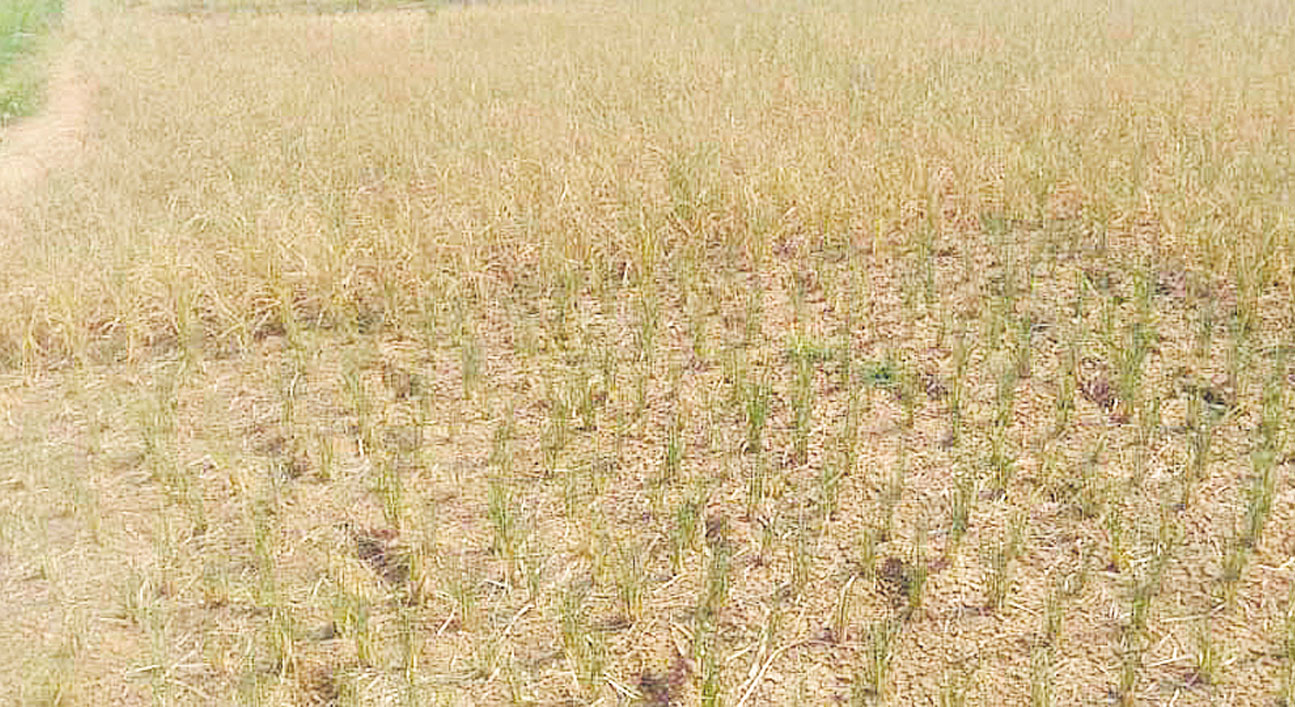 పశువులకు మేతగా వరి పంట! | Rice crop as fodder for cattle!