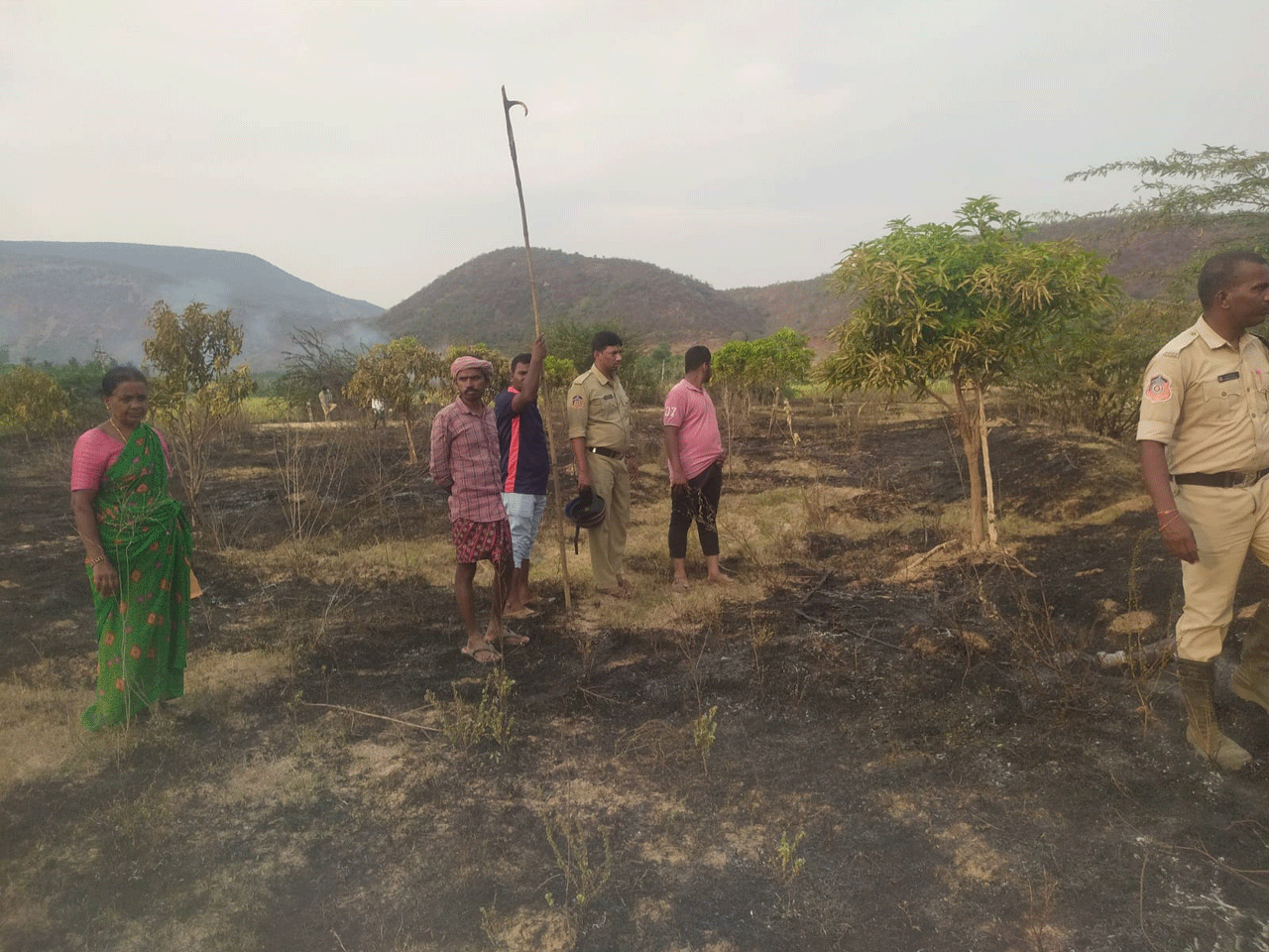 మామిడి చెట్లు దగ్ధం | Mango trees burned