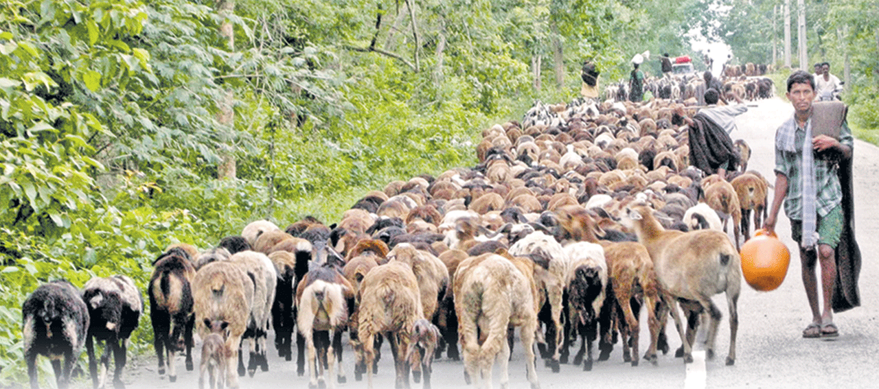 గొర్రెల పంపిణీకి గ్రీన్‌సిగ్నల్‌ | Greensignal for distribution of sheep