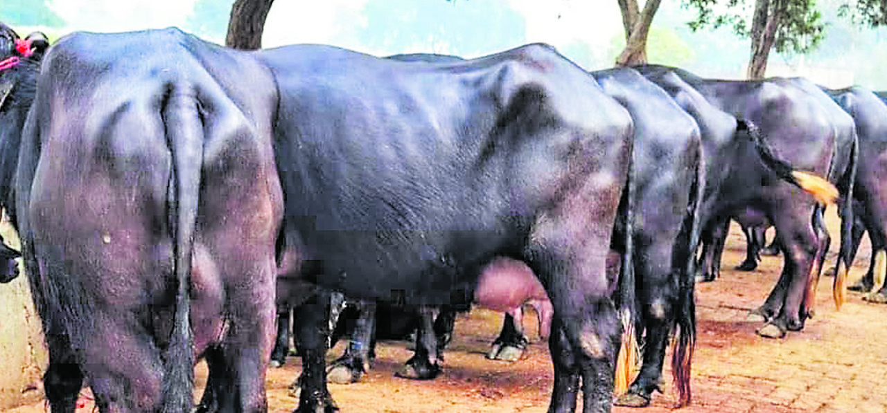 పథకాలు దూరం.. పశు పోషణ భారం | bafellow is food burden