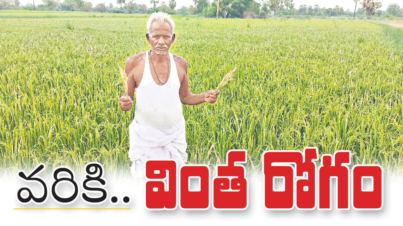 వరికి వింత రోగం | Vari ki ventha rogam