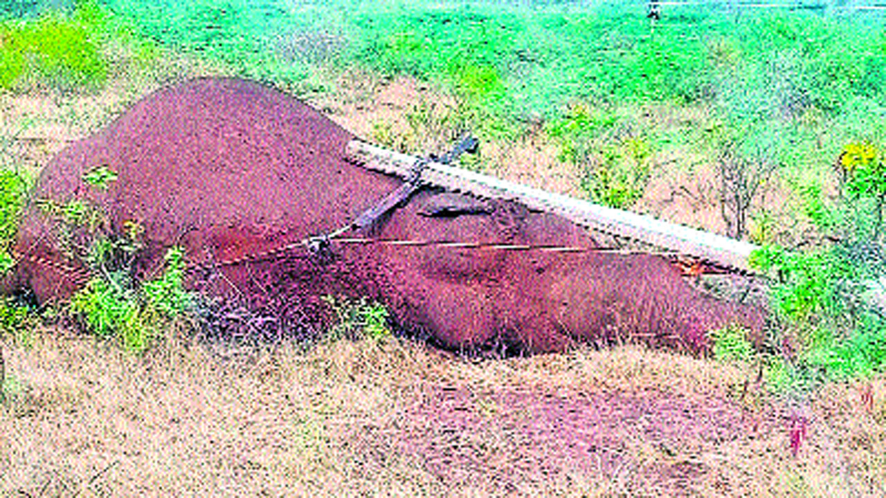 Elephant: విద్యుదాఘాతంతో మరో ఏనుగు మృతి | Elephant: Another elephant ...