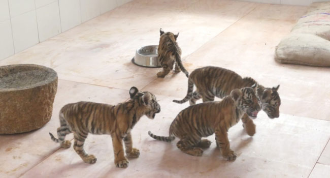 Tiger cubs : పులికూనల తల్లి బతికే ఉందా? వేటగాళ్ల చేతిలో బలైందా? | Tiger ...