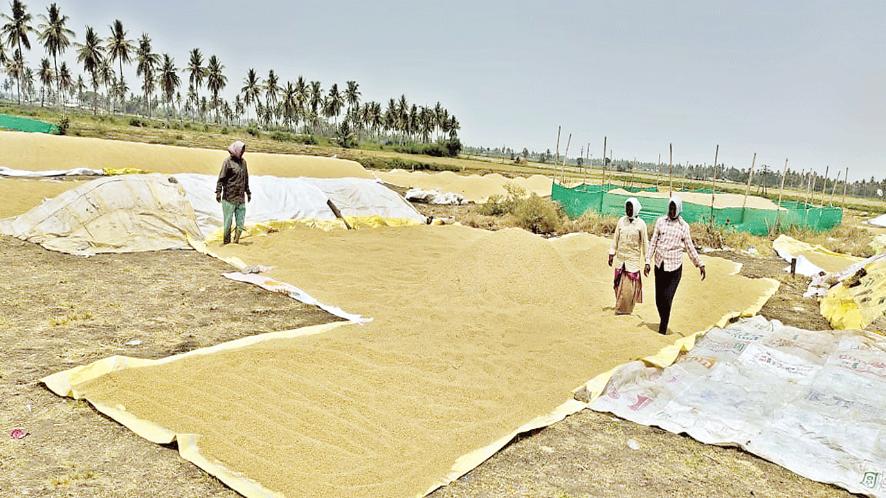ధాన్యం కొనుగోళ్లు ఎప్పుడో ? | paddy purchase centres story