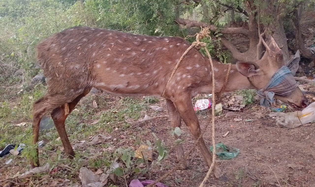 దారి తప్పి బావిలో పడ్డ జింక | A deer lost its way and fell into a well