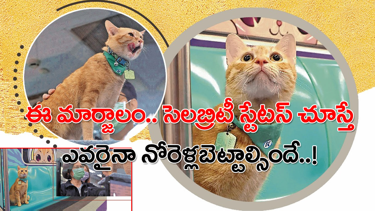 Mika: ఈ పిల్లి.. స్టేషన్‌మాస్టర్‌ | Cat Named Mikan Made Station Master ...