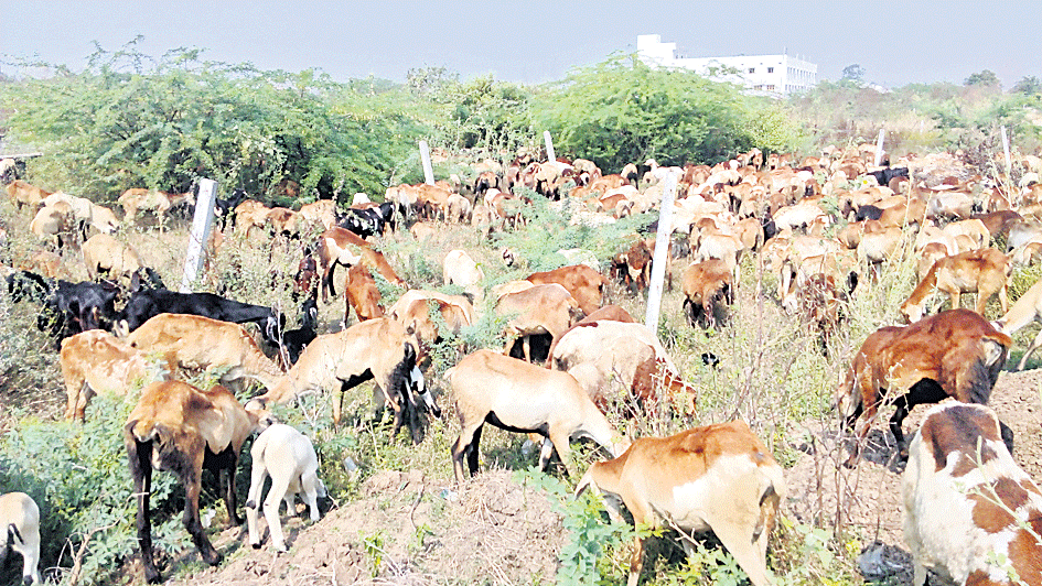 గొర్రెల పంపిణీకి సన్నాహాలు | Preparations for the distribution of sheep