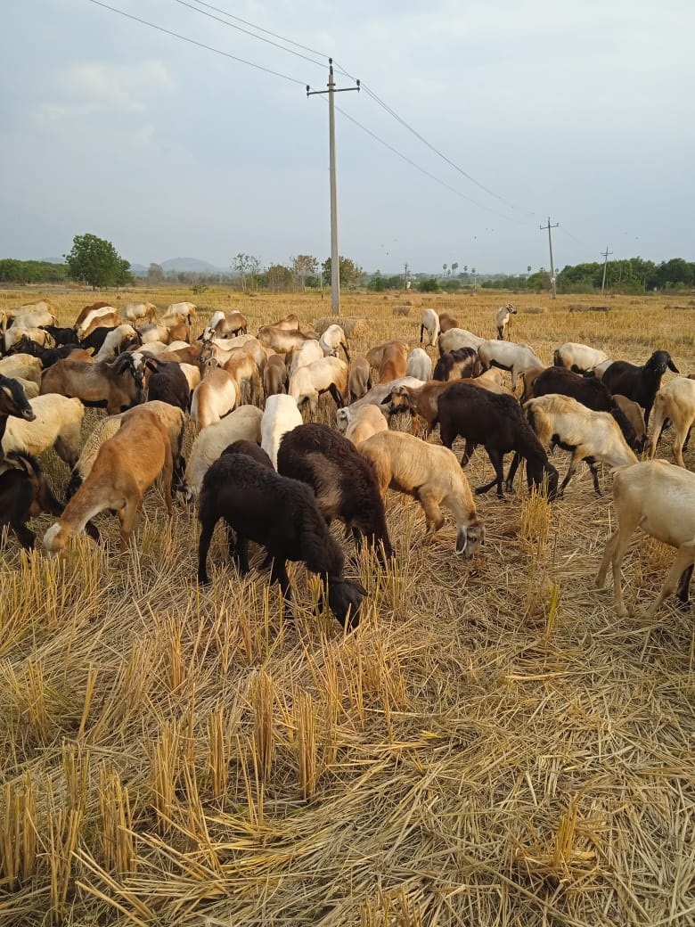 ఇక పకడ్బందీగా గొర్రెల పంపిణీ | And the distribution of sheep in an ...