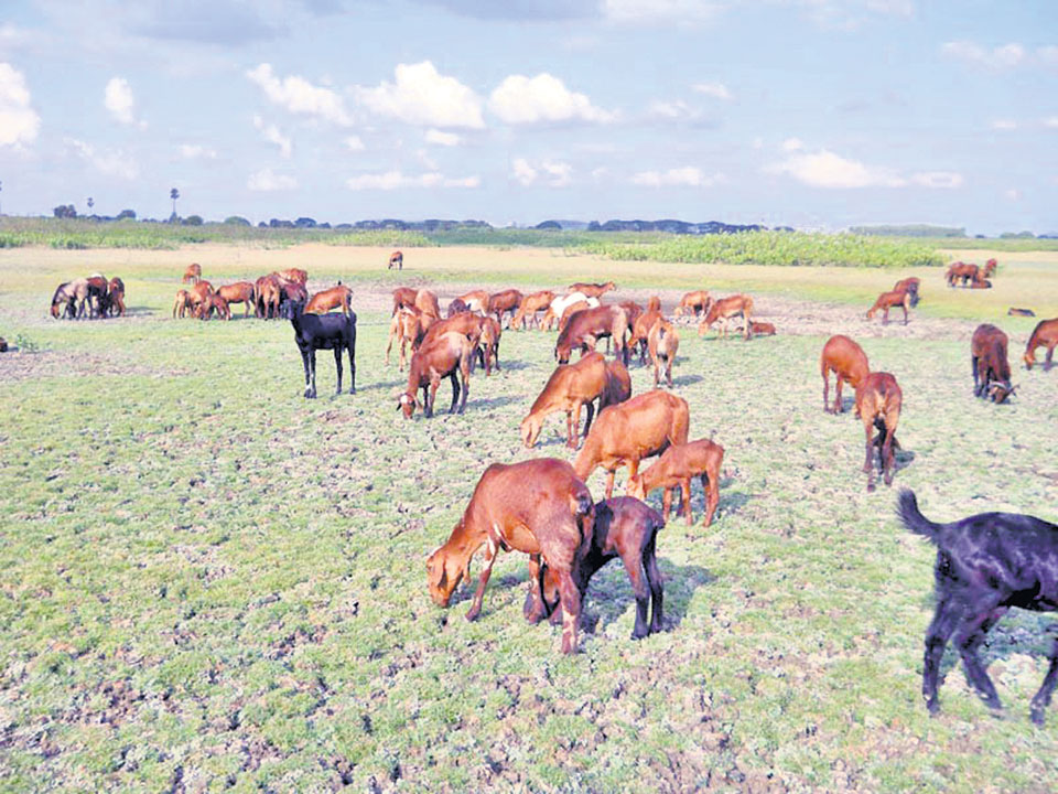గొర్రెల పంపిణీకి కసరత్తు | An exercise in the distribution of sheep