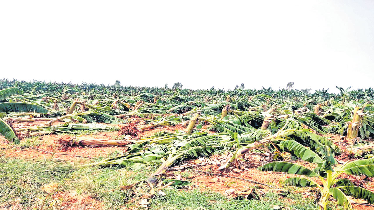 Crop loss : ముంచేసింది | drowned Crop loss of crores of rupees mvs