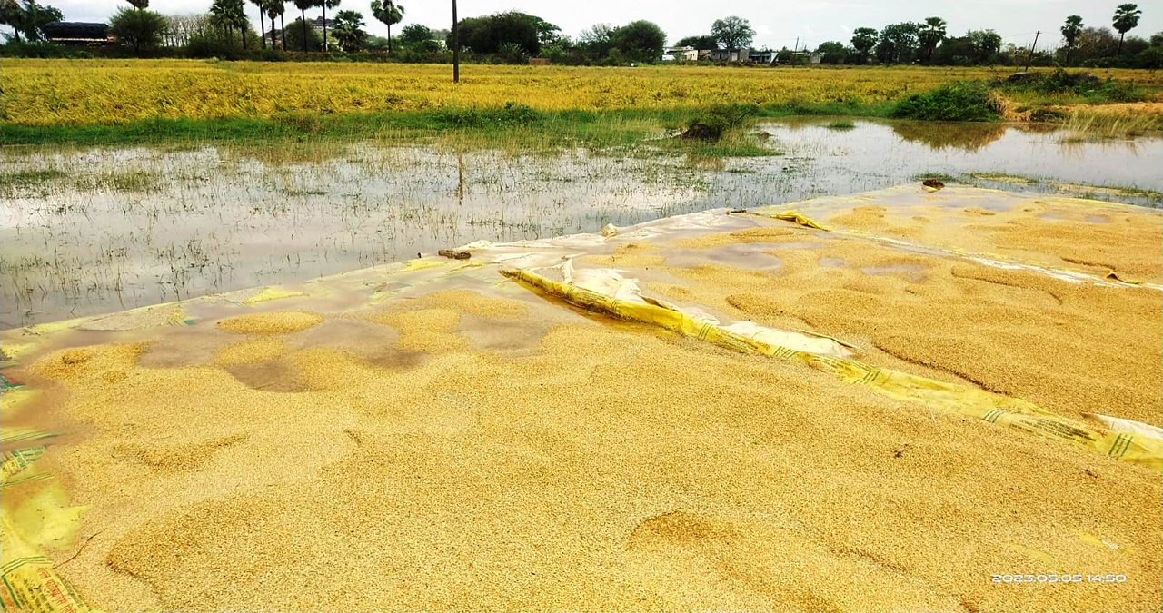 అకాల వర్షం.. తడిసిన ధాన్యం | Untimely rain.. wet grain