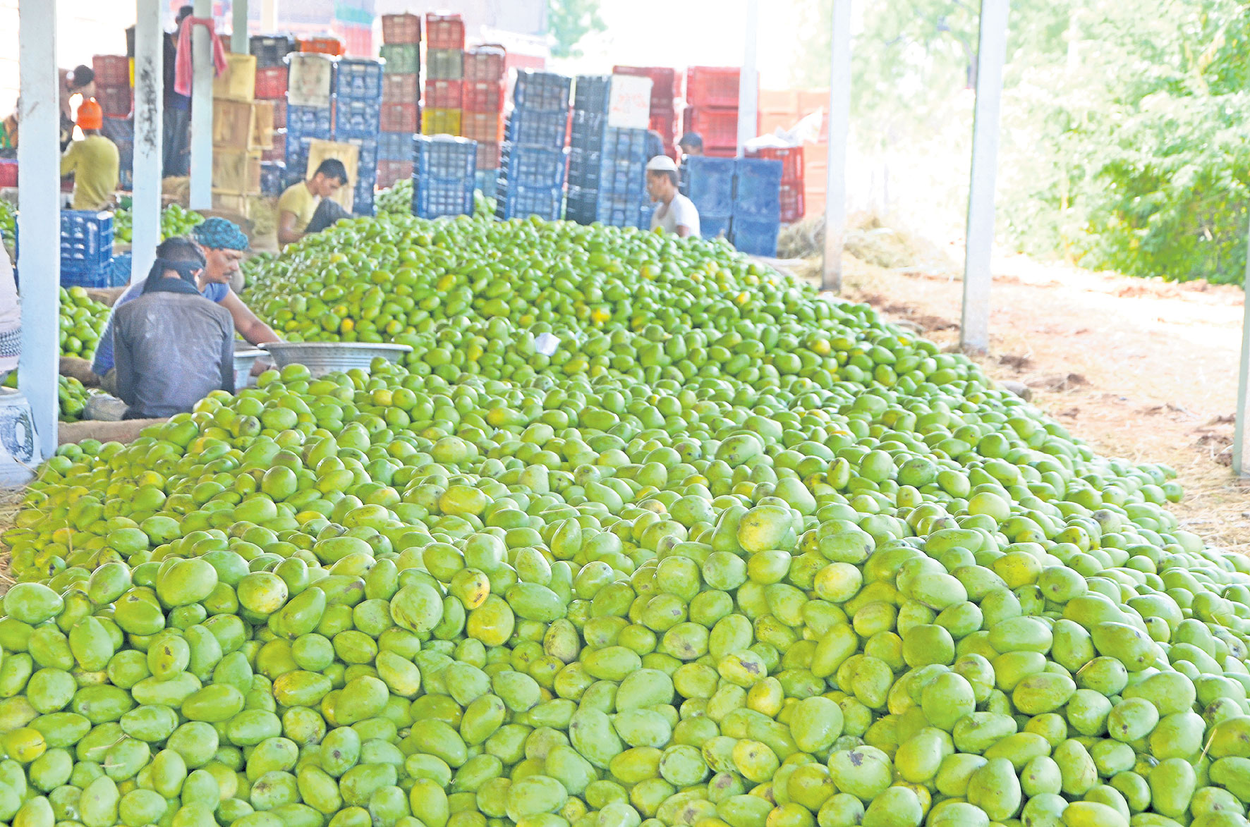 ఫల రాజుకు ప్రకృతి దెబ్బ | A natural blow to Phala King