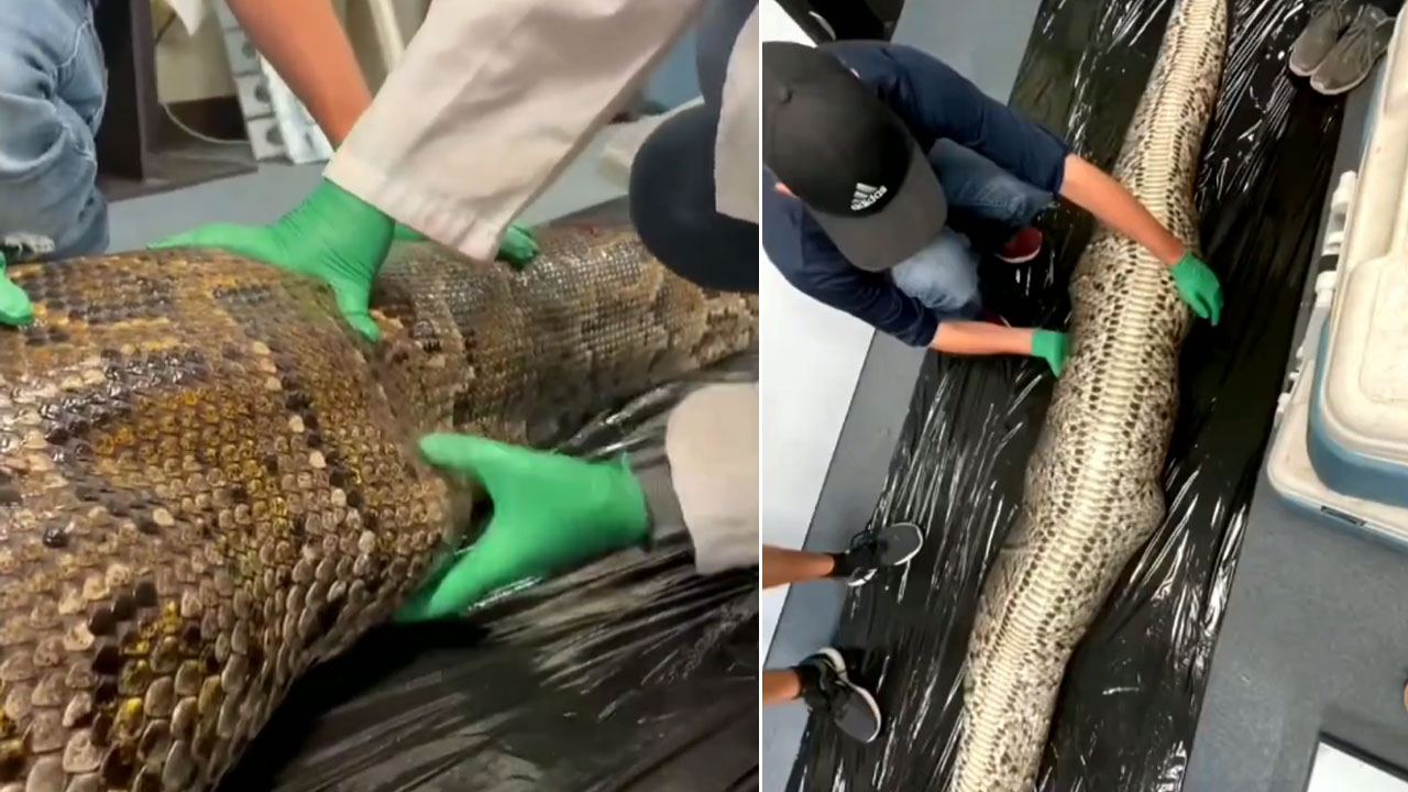 Viral Video: వామ్మో.. 5 అడుగుల మొసలిని అమాంతం మింగేసిన కొండచిలువ ...