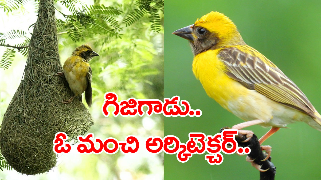 Viral Photos : గిజిగాడి టాలెంట్‌కు అందరం ఫిదా అవ్వాల్సిందే ! | Viral Photos Everyone should be ...