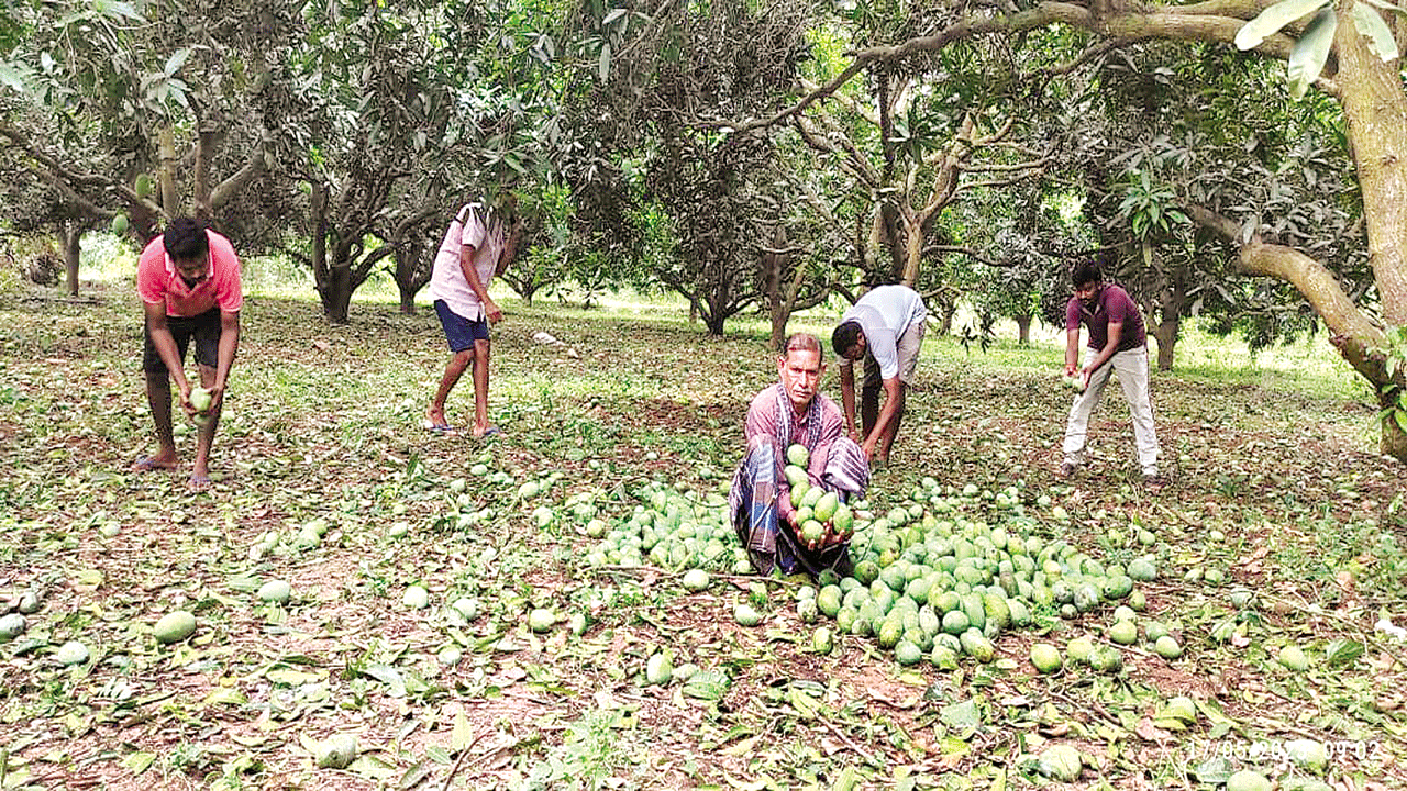మామిడి రైతు కుదేలు | Mango Farmer's Donkey