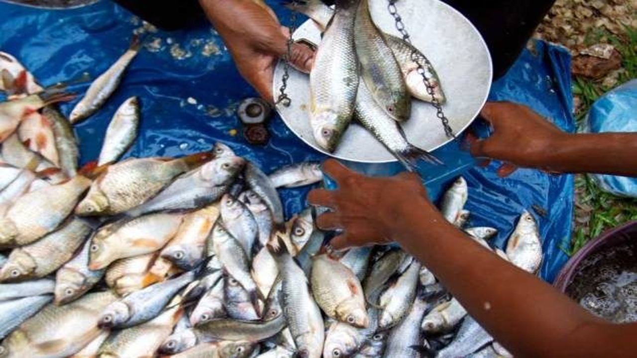 చేపల వ్యాపారులకు లైసెన్సు బాదుడు | tax on fish traders