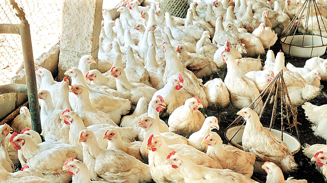 కొండెక్కిన చికెన్‌! | Mounted chicken!