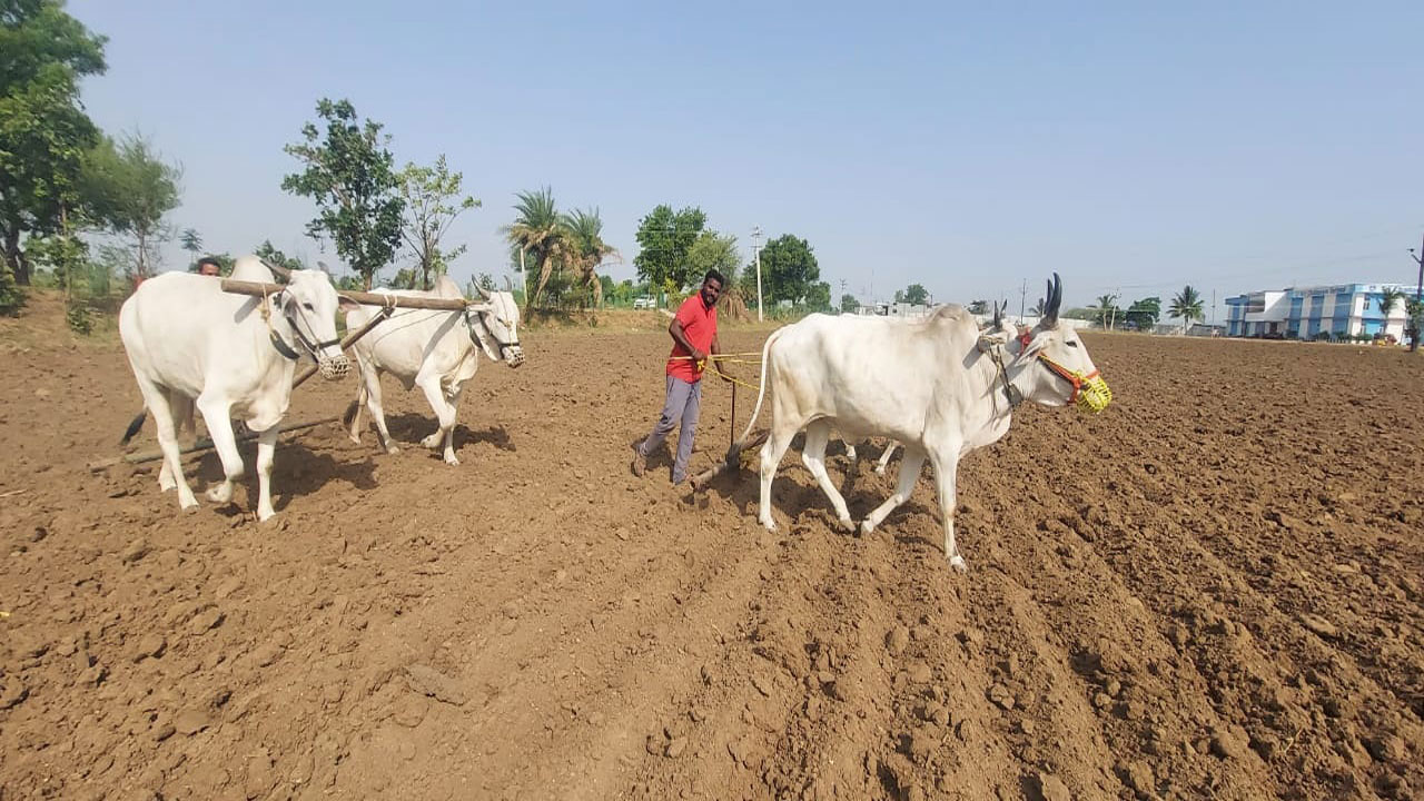 రాజన్న సిరిసిల్ల జిల్లాలో సాగు సందడి | Cultivation boom in Rajanna ...