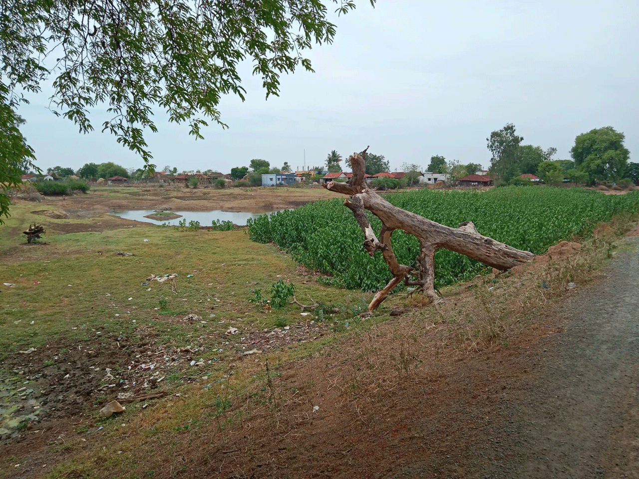 ఊరూరా చెరువుల పండుగలెలా? | How are the festivals of Urura ponds?