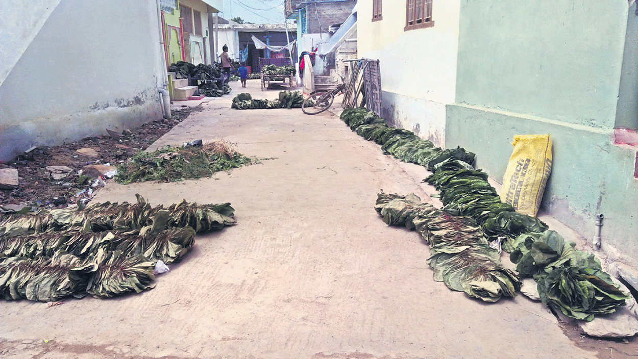 గిరిజనులకు జీవనోపాధిగా విస్తరాకులు | Widespread as a source of ...