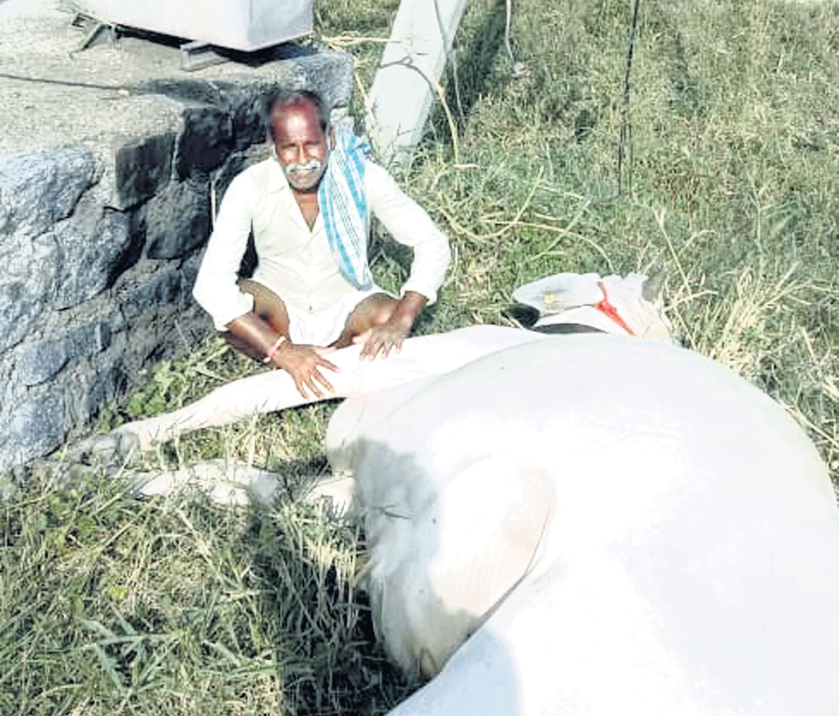 విద్యుదాఘాతంతో ఎద్దు మృతి | Bull died due to electric shock
