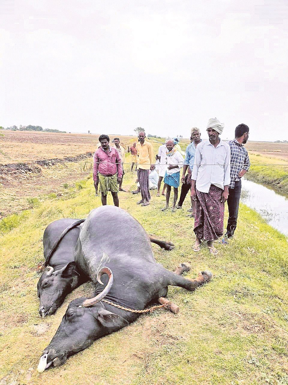 కరెంట్‌ తీగలు తగిలి 5 గేదెల మృతి | 5 buffaloes were killed by electric ...
