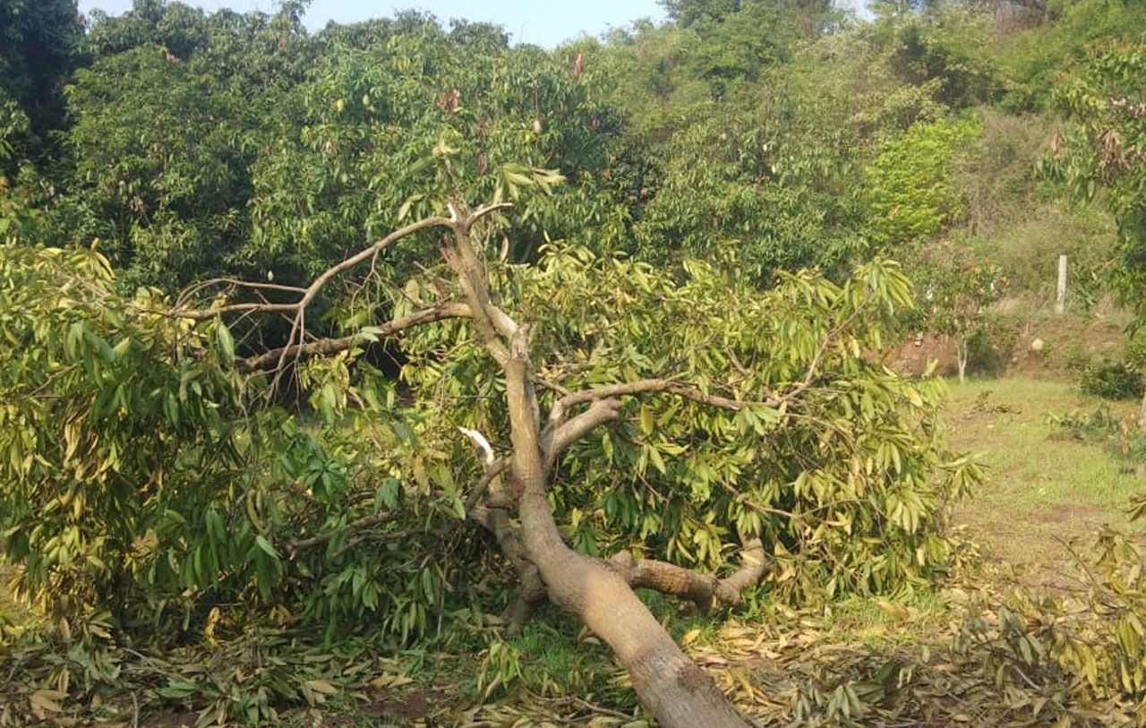 ఏనుగుల దాడిలో మామిడి చెట్లు ధ్వంసం | Mango trees destroyed by elephant ...
